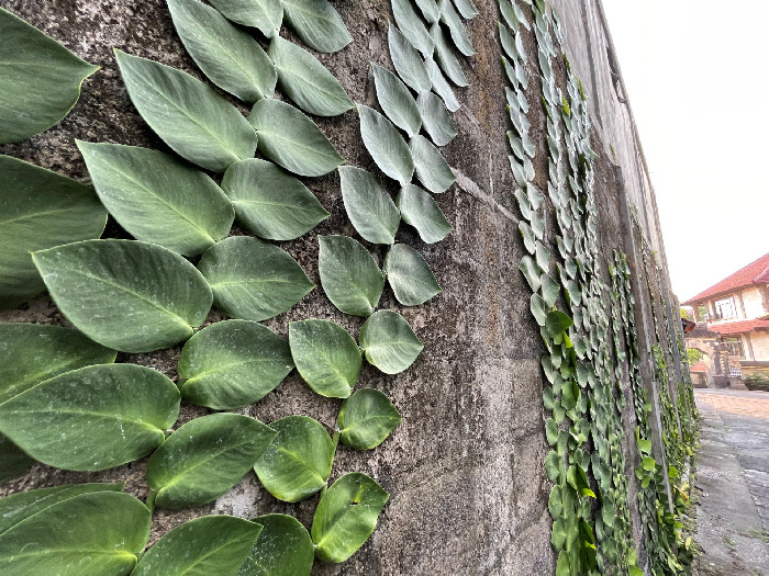 PhD course: Critical Plant Studies 2024! :: ecomonist